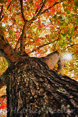 HeatherReeder.com | Trees | Photo 6