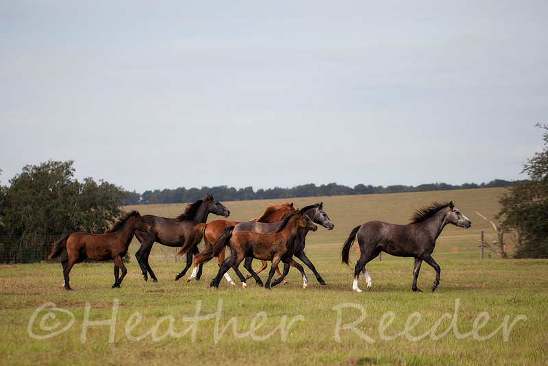 HeatherReeder.com | Equestrian